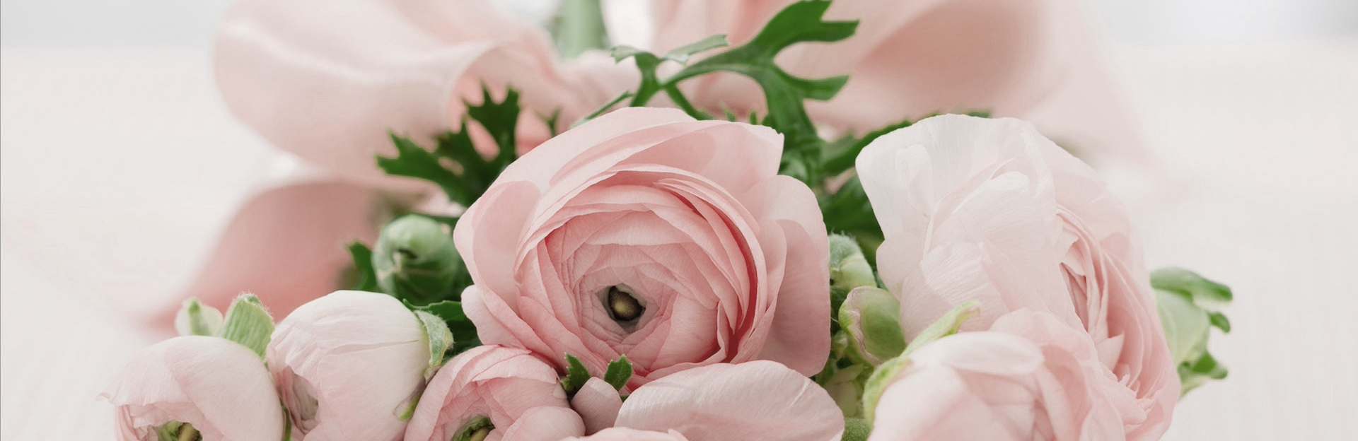 Rose Suite - The Rose Manor